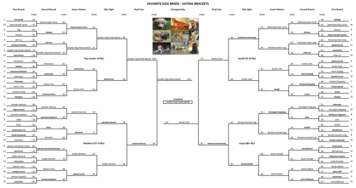 Favorite Dog Breeds – FINAL RESULTS – Voting Brackets