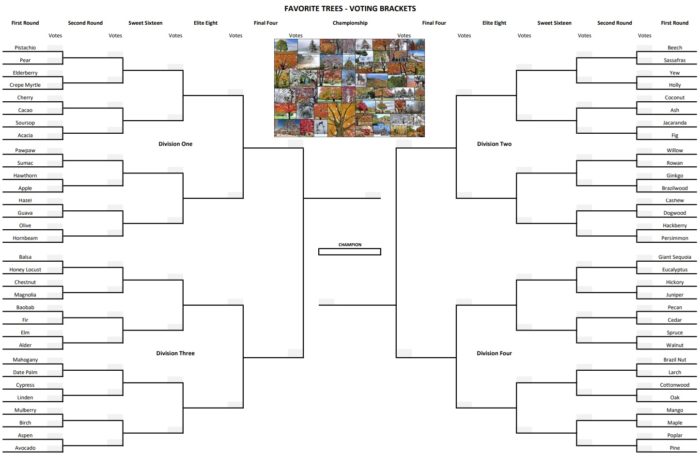Favorite Trees – Round One – Voting Brackets
